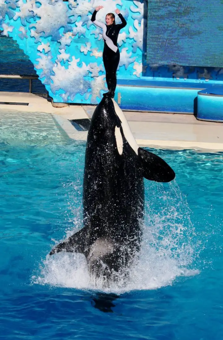 Jessica Radcliffe Orca Attack: Debunking the Viral Hoax That Shocked ...