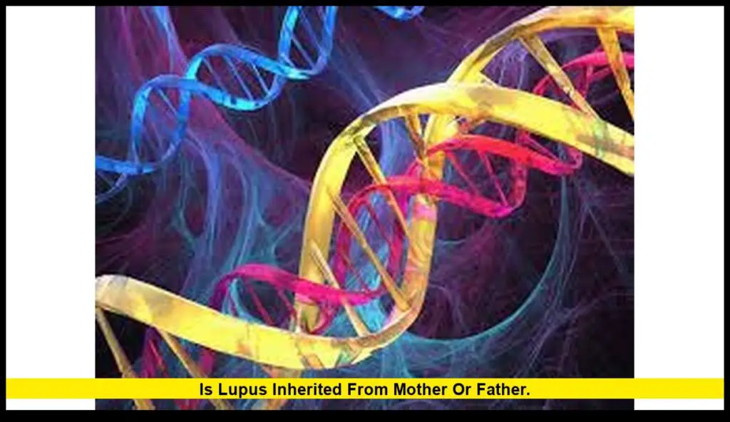 Is Lupus Inherited From Mother or Father? 2025 Genetic Insights and ...