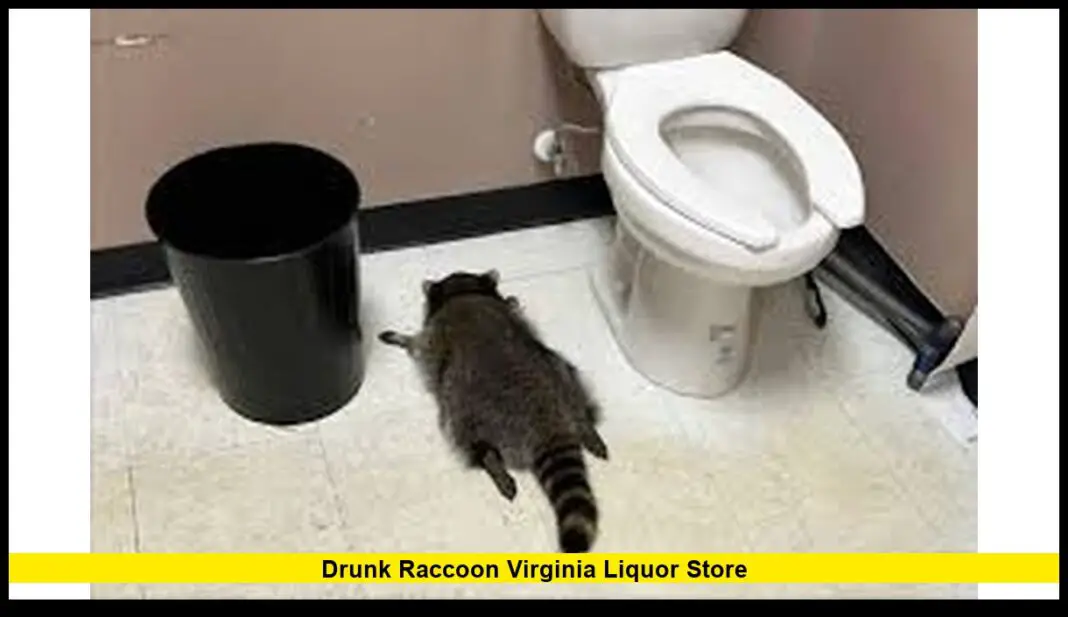 Drunk Raccoon Virginia Liquor Store: Viral Wildlife Incident Brings Laughter and Caution
