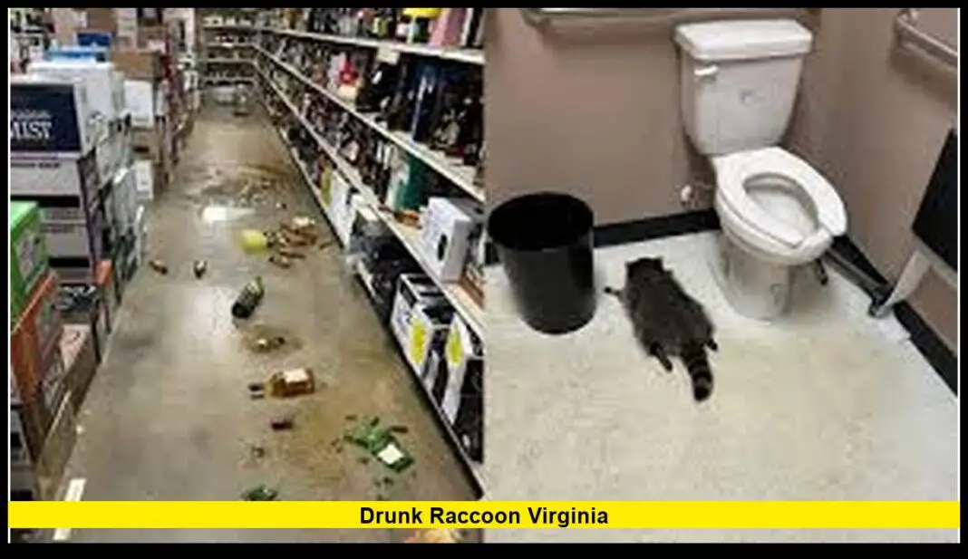 Drunk raccoon virginia: Masked bandit ransacks Ashland liquor store and ...