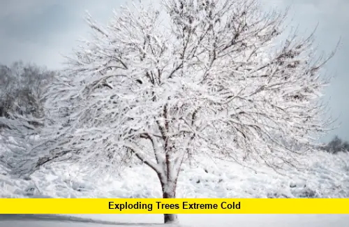 How Arctic Chill Has U.S. Forests on Alert for Exploding Trees Extreme ...