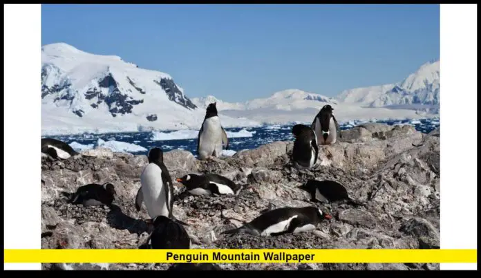 Penguin Mountain Wallpaper: Why This Nature Image Trend Continues to ...
