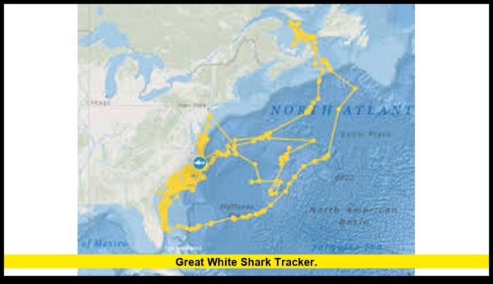 Great White Shark Tracker: Real-Time Movements, Migration Patterns, and ...